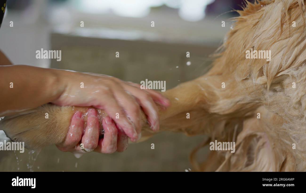 Close-up hand washing Dog Paw At Pet Shop. Washing Wet Golden Retriever ...