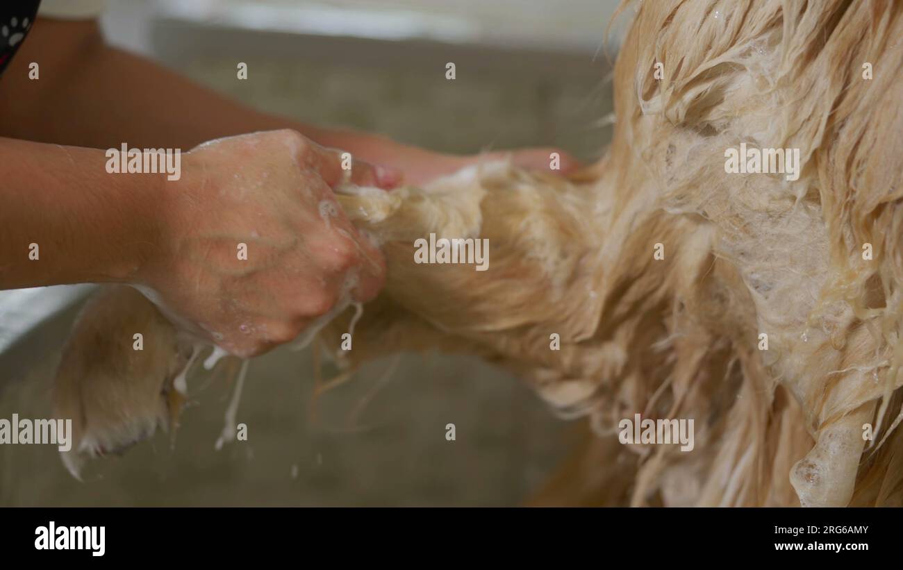 Close-up hand washing Dog Paw At Pet Shop. Washing Wet Golden Retriever ...