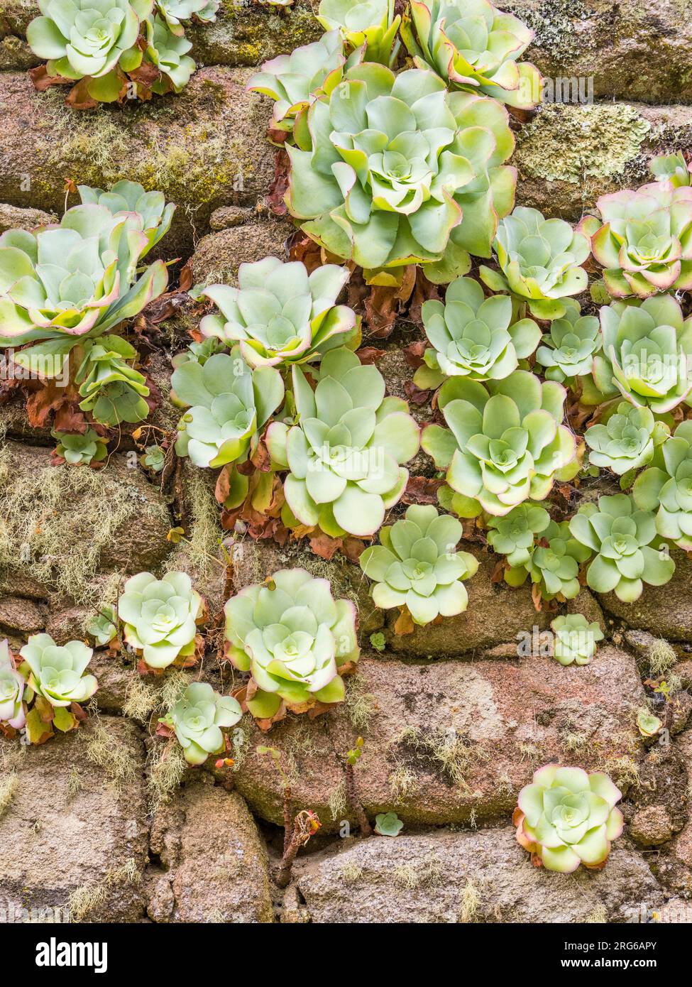 Succulent Plants, Growing on the Wall of Tresco Abbey, Tresco Abbey ...