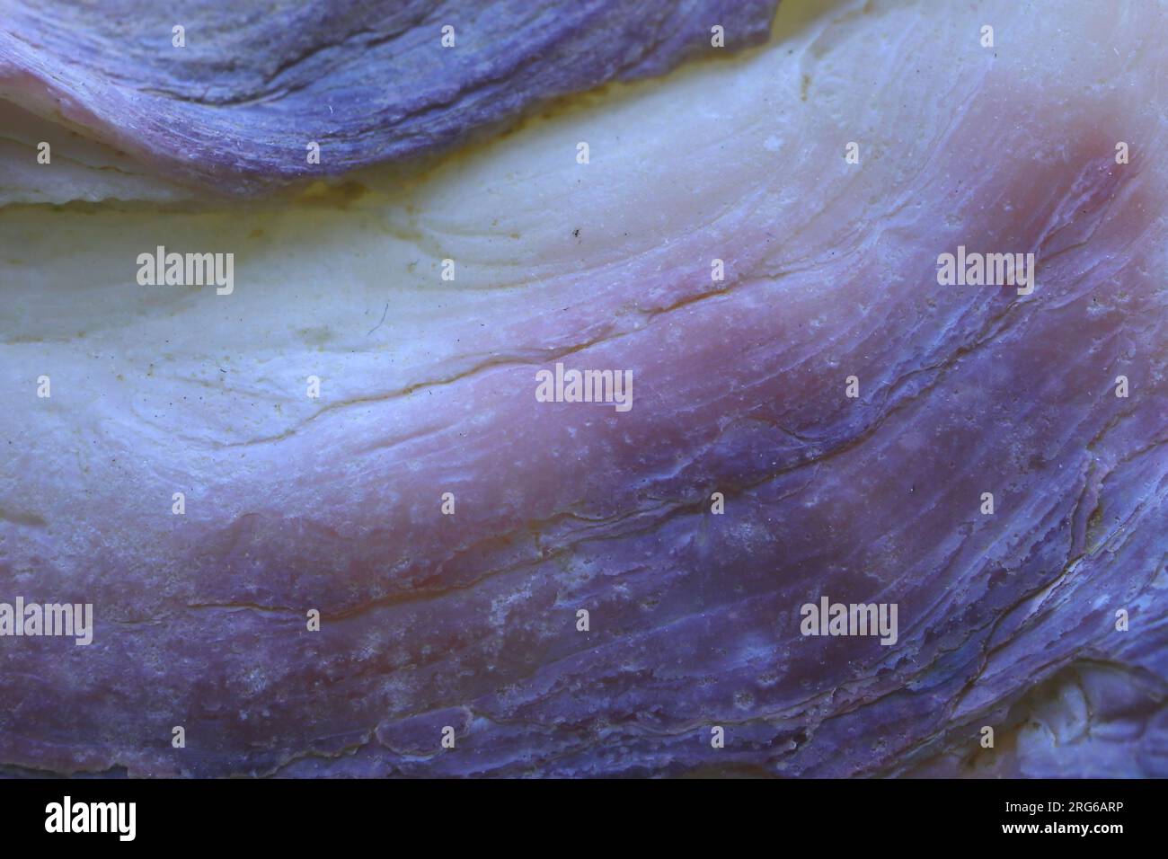 Shades of purple and white. Super macro close-up of the surface of a ...