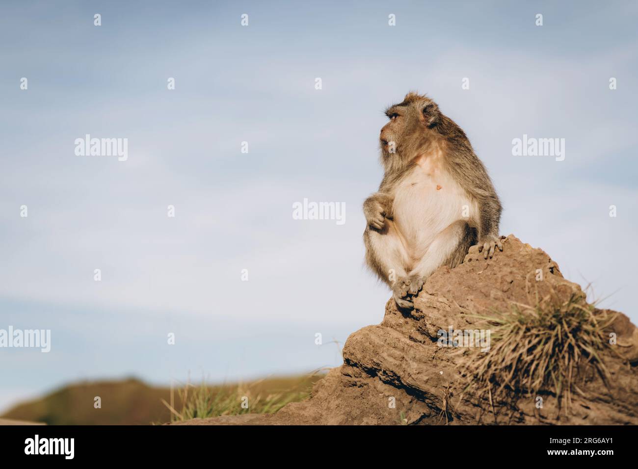 Close up shot of sitting monkey on stone savanna with blue sky ...