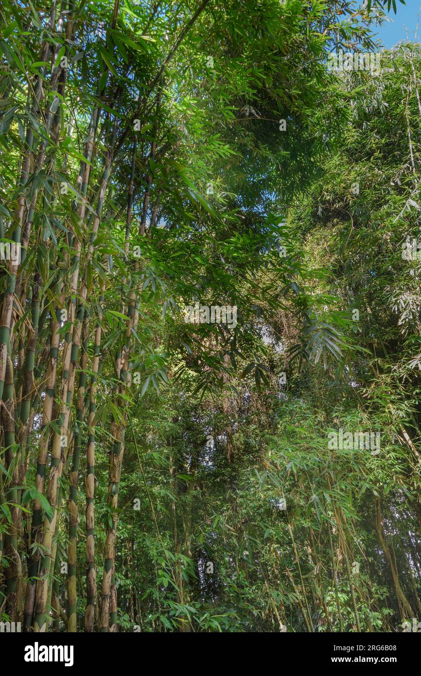 Bamboo Forest just north of Penglipuran Village, Bangli Regency, Bali ...