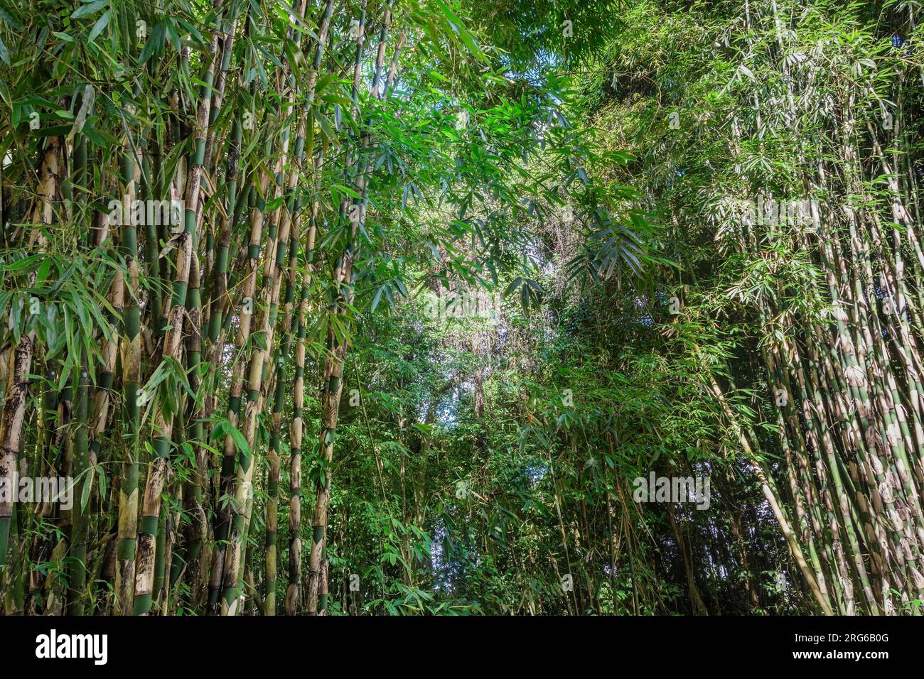 Bamboo Forest just north of Penglipuran Village, Bangli Regency, Bali ...