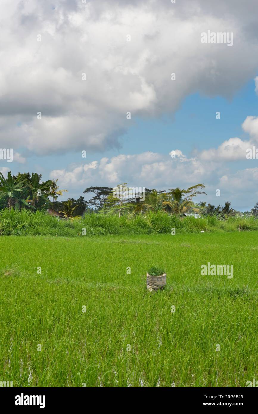 Rice fields near Tembuku, Bangli Regency, Bali Stock Photo - Alamy