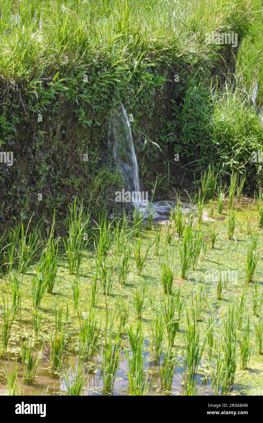 Irrigation for the rice fields near Tembuku, Bangli Regency, Bali Stock ...