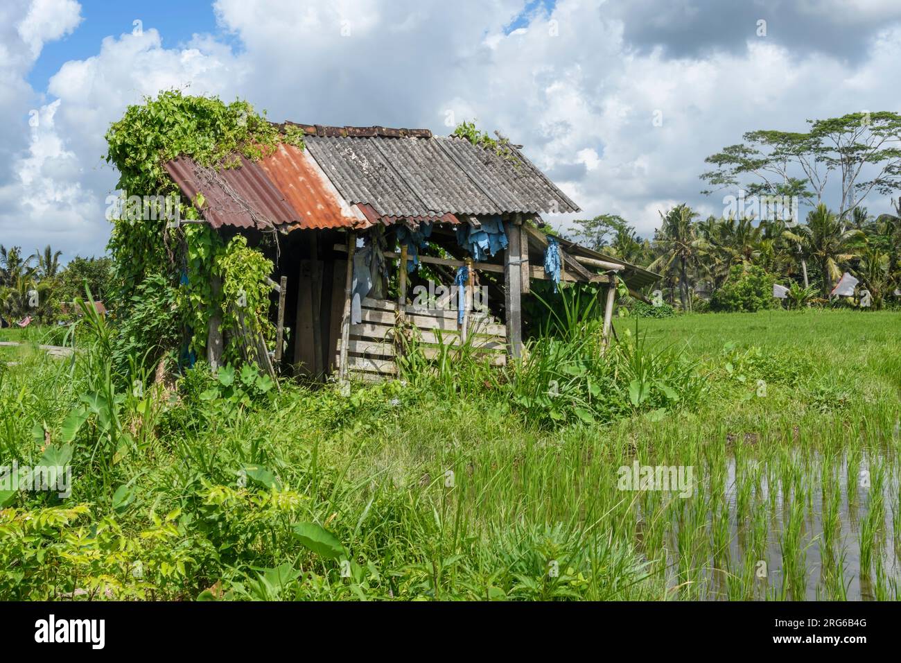 Rice fields near Tembuku, Bangli Regency, Bali Stock Photo - Alamy
