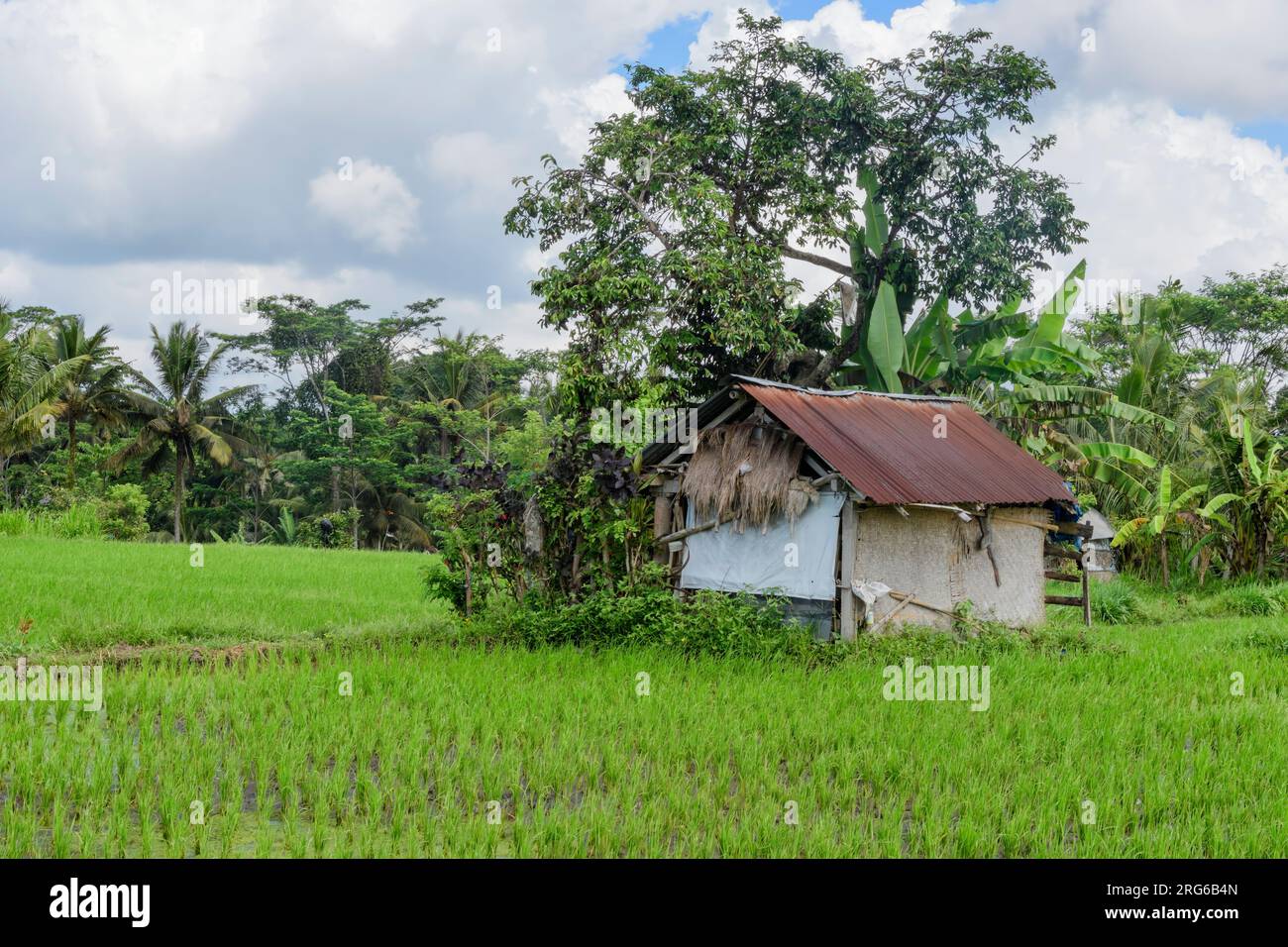 Tembuku hi-res stock photography and images - Alamy