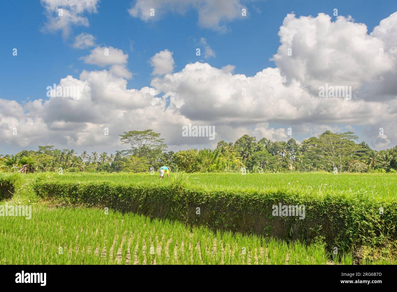 A worker in the rice fields near Tembuku, Bangli Regency, Bali ...