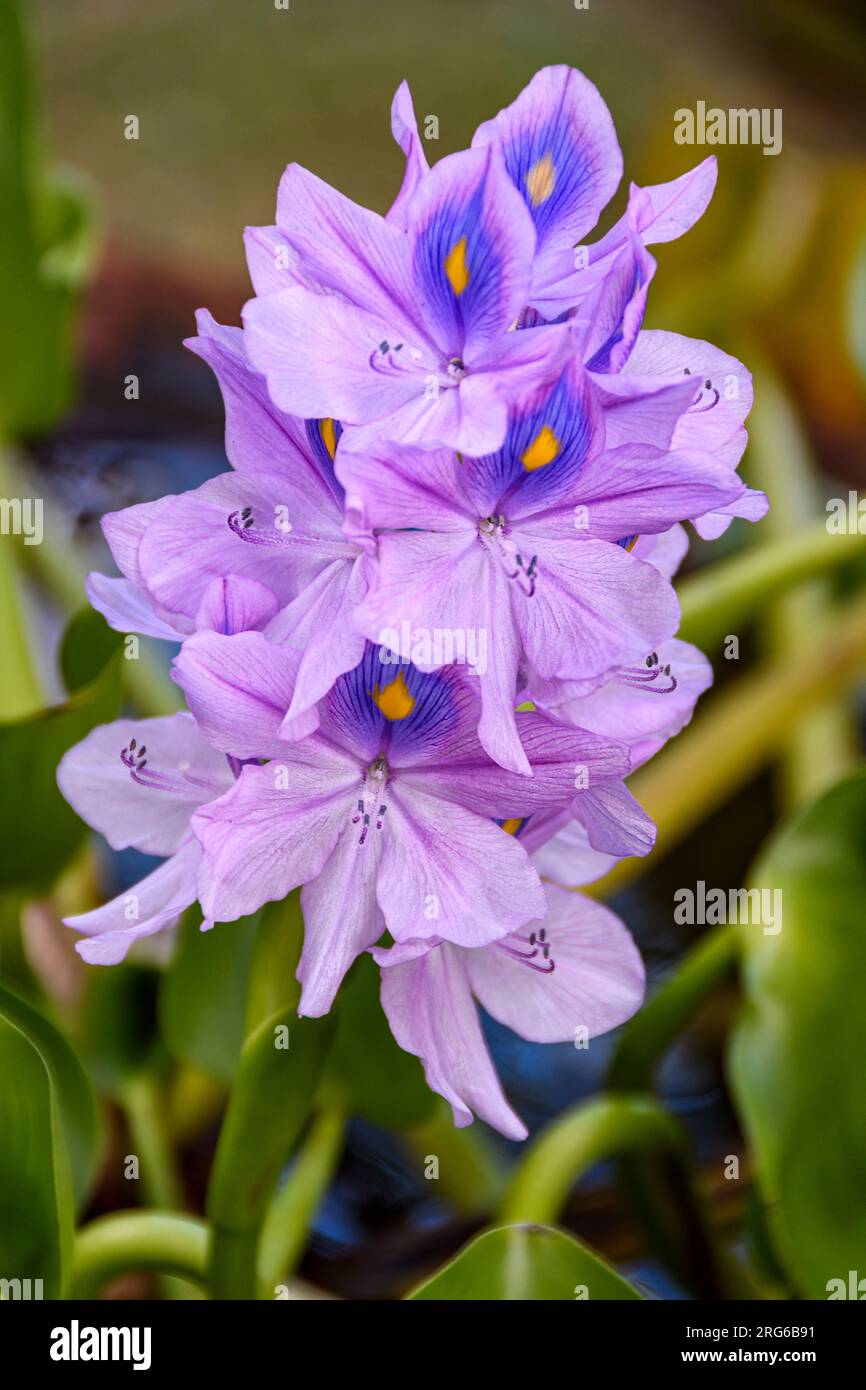 Common water hyacinth, Pontederia crassipes, one of the world's fastest ...