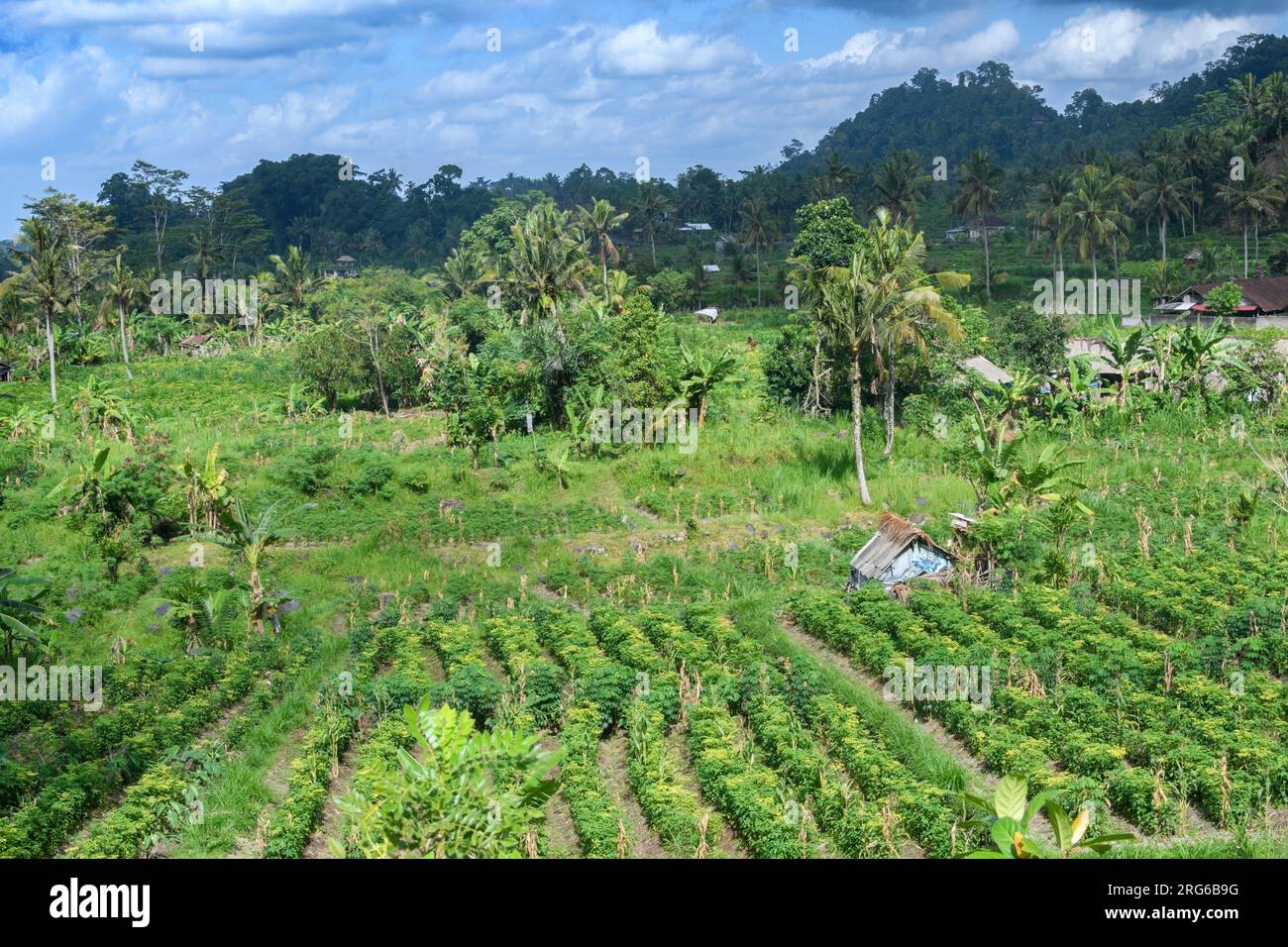Organic farm, Sidemen, Karangasem, Bali, Indonesia Stock Photo - Alamy