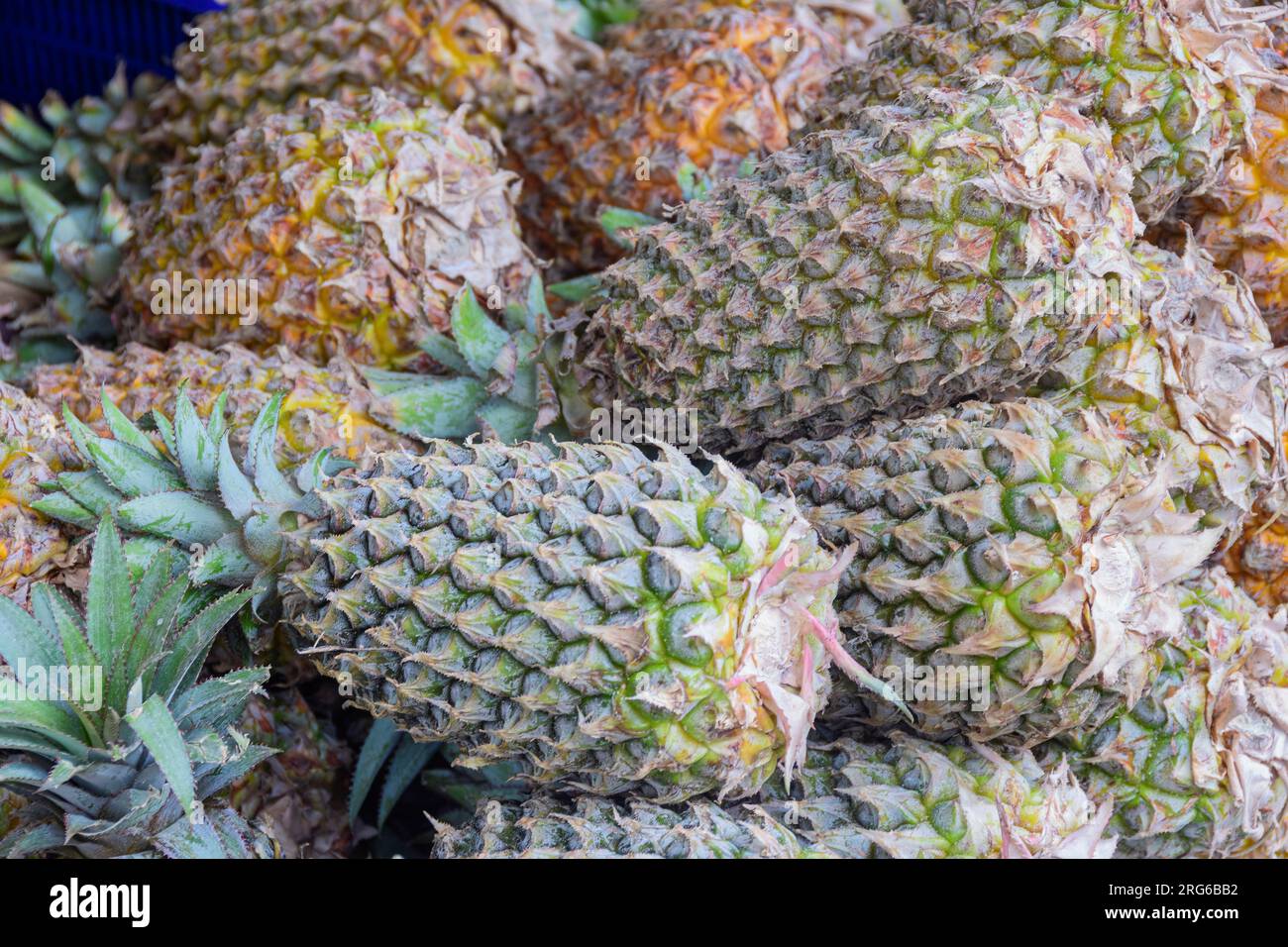 Ananas comosus var comosus hi-res stock photography and images - Alamy
