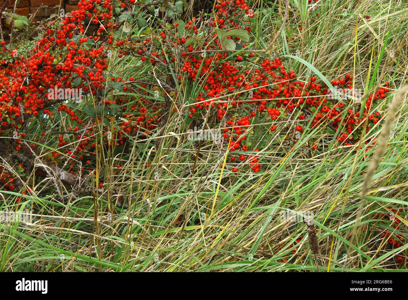 Bright bold background hi-res stock photography and images - Alamy