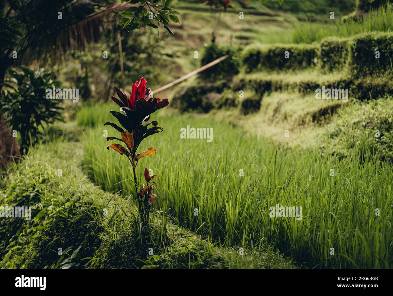 Close up shot of tropical jungle vegetation and grass. Rice plantation ...
