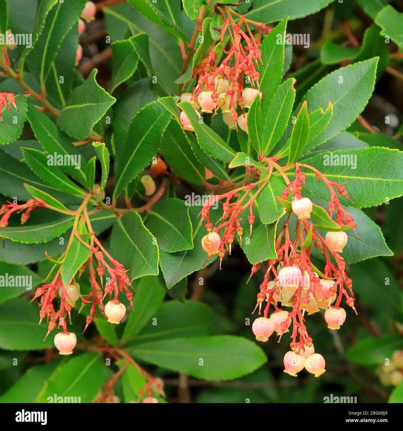 Arbutus leaves hi-res stock photography and images - Alamy