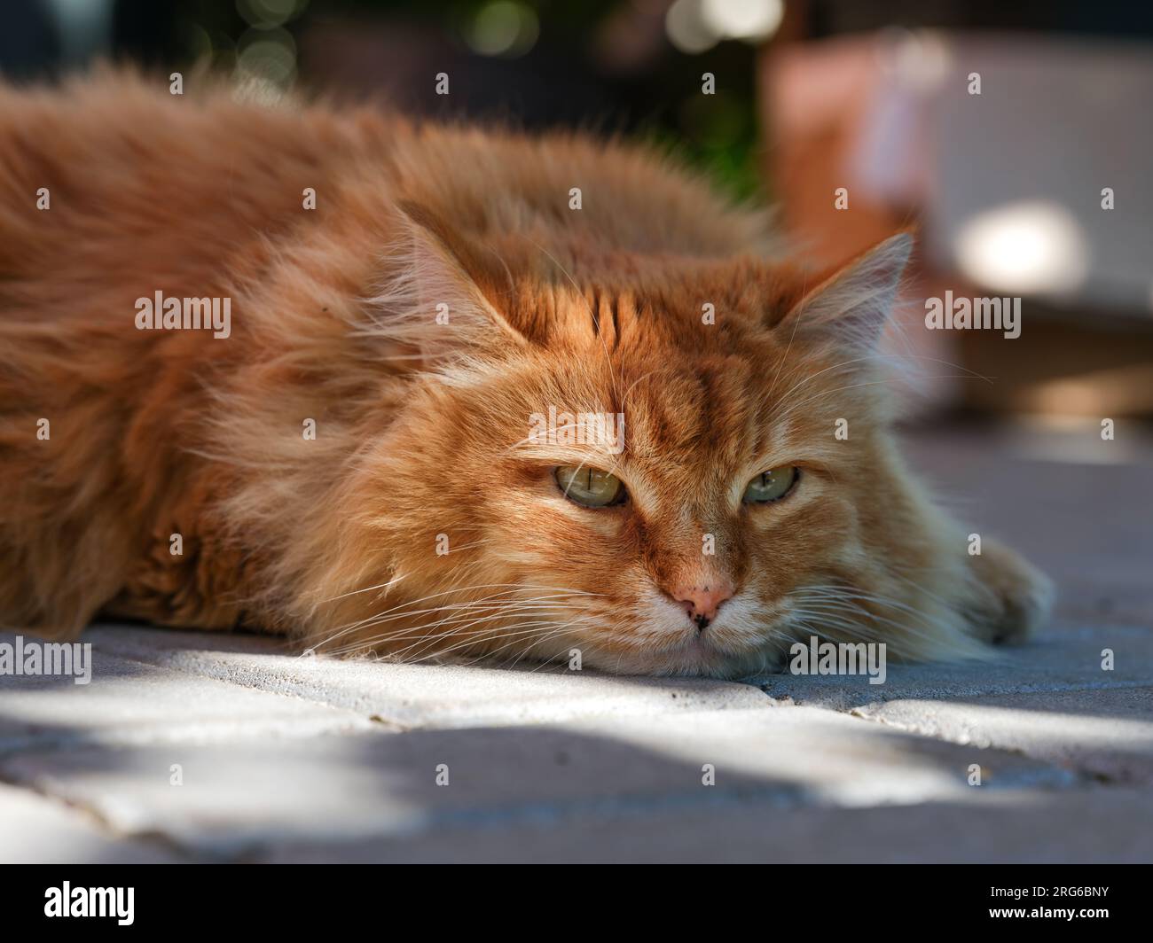 Cute ginger cat lying hi-res stock photography and images - Alamy