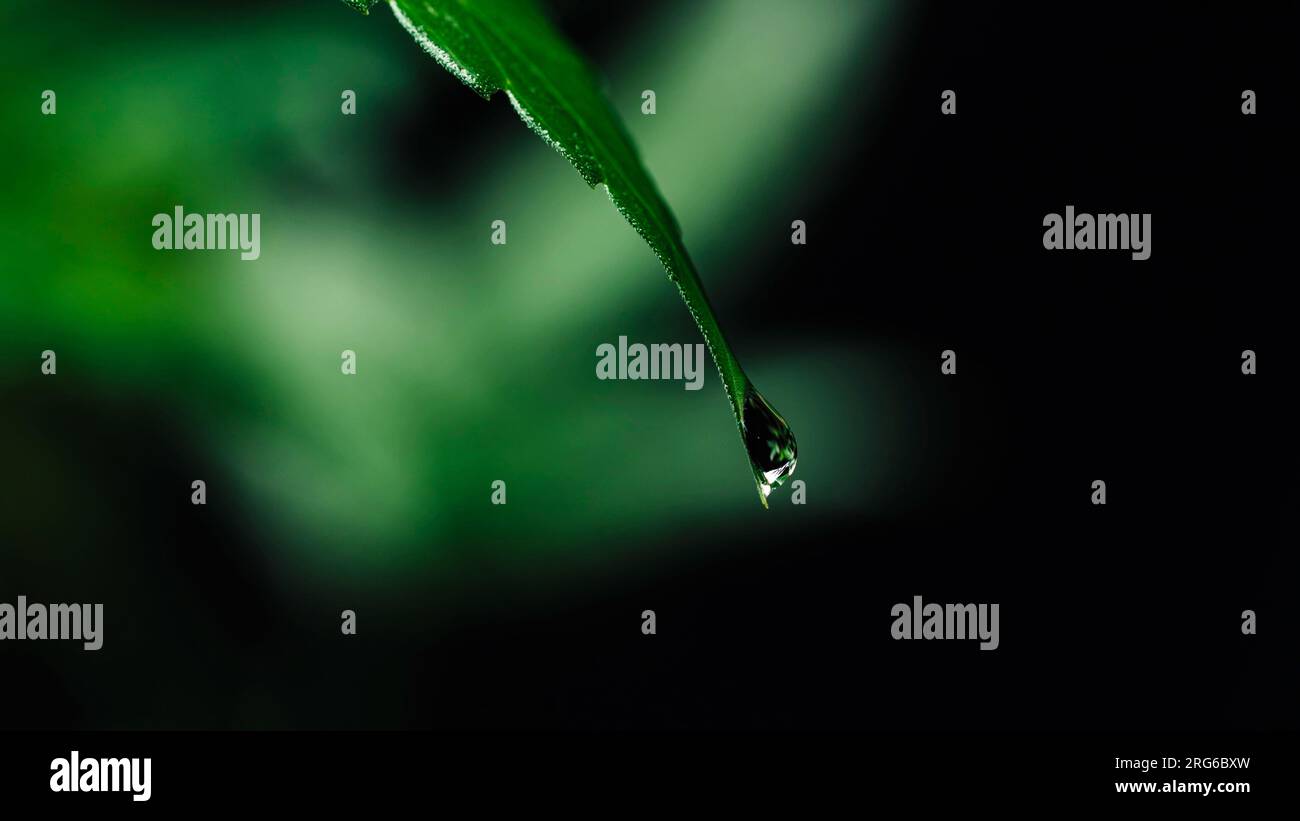 Water drip, morning dew falls fresh cannabis leaf grass blade. Macro ...