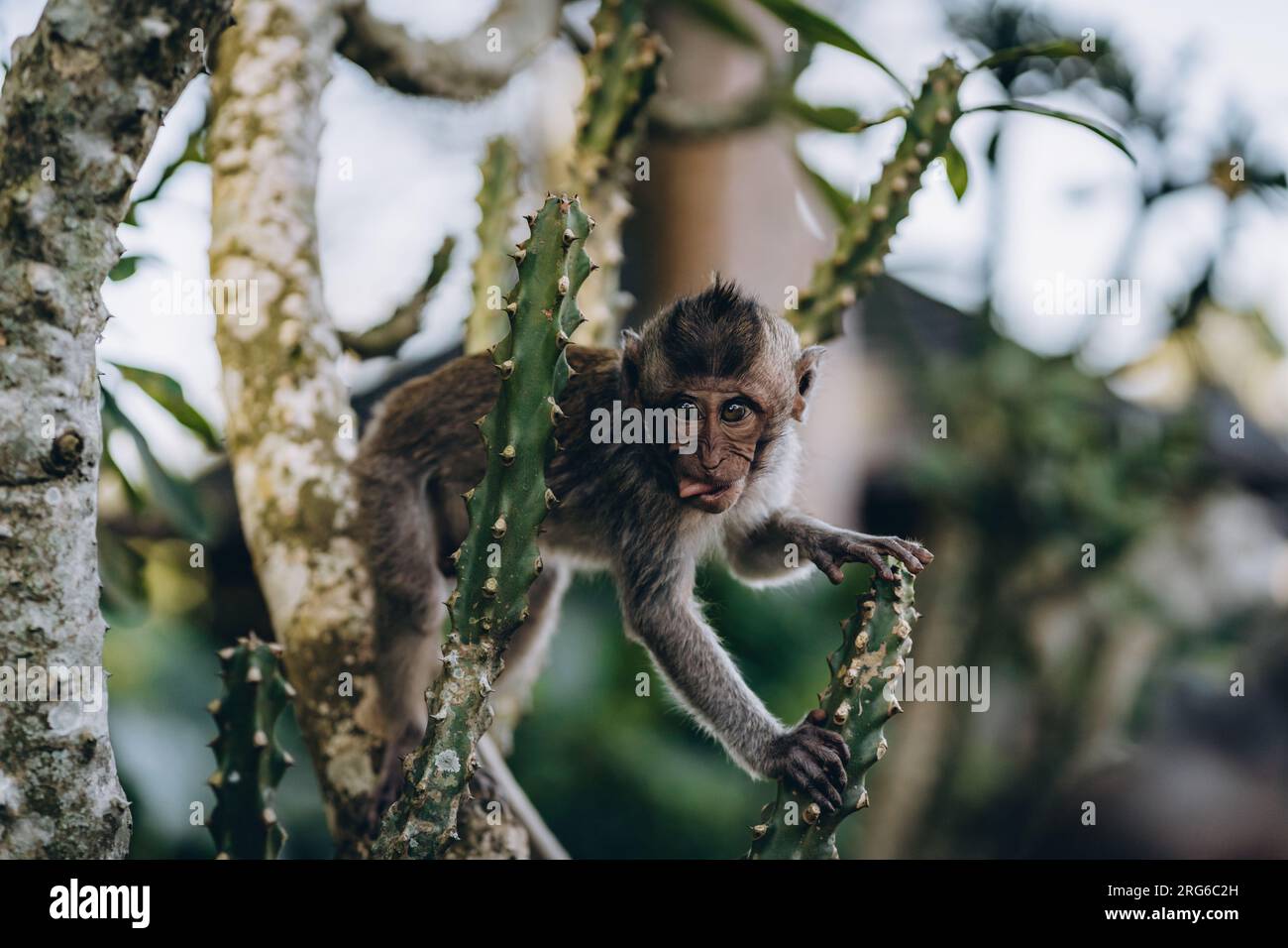Close up shot of little monkey hanging on tree in monkey forest. Cute ...