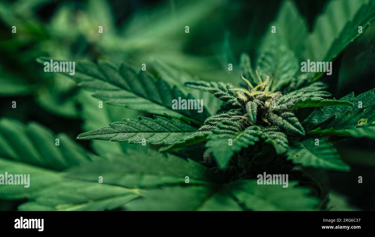 Indica rasterized herbal cannabis in glowing neon light. Sativa ...