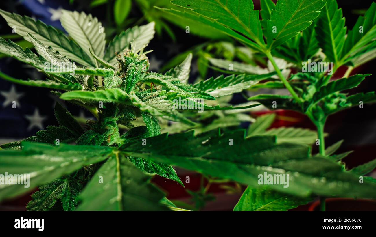 Cannabis bud leaf american flag hi-res stock photography and images - Alamy