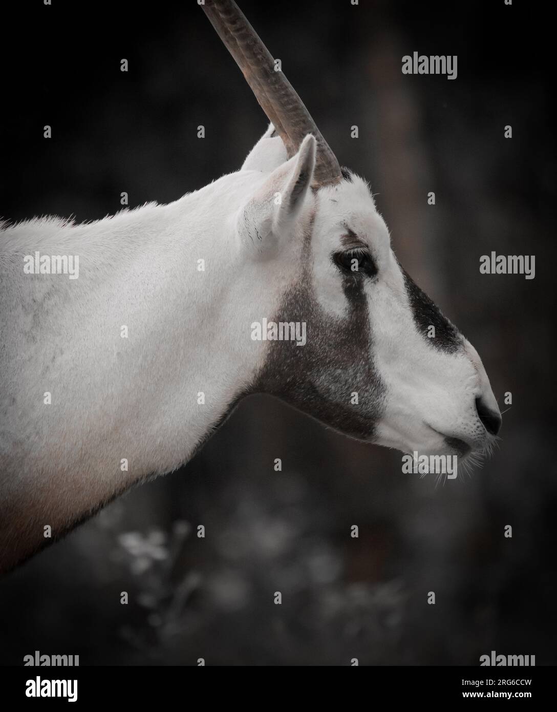 Wald animal hi-res stock photography and images - Alamy