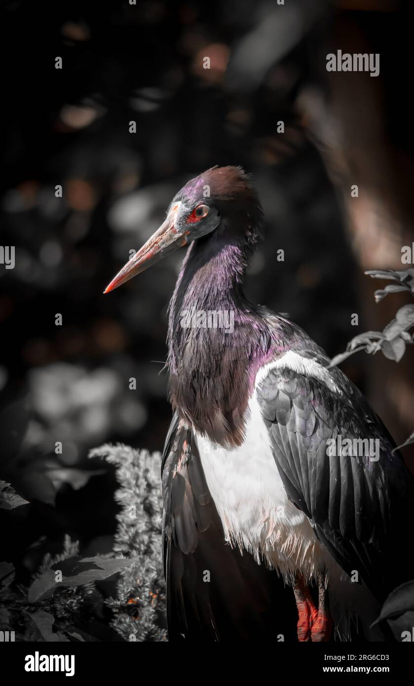 Forrest bird hi-res stock photography and images - Alamy