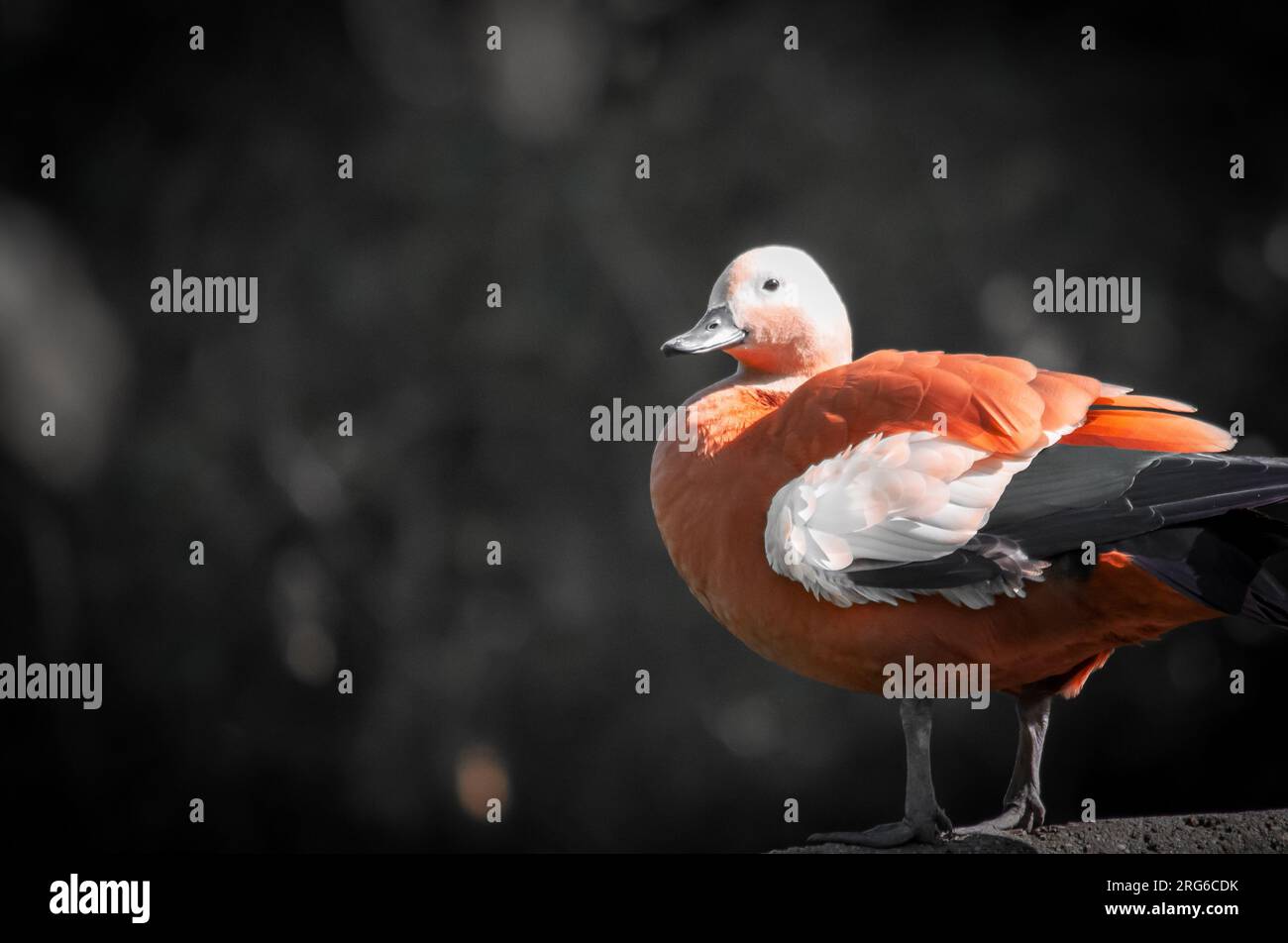 Forrest bird hi-res stock photography and images - Alamy