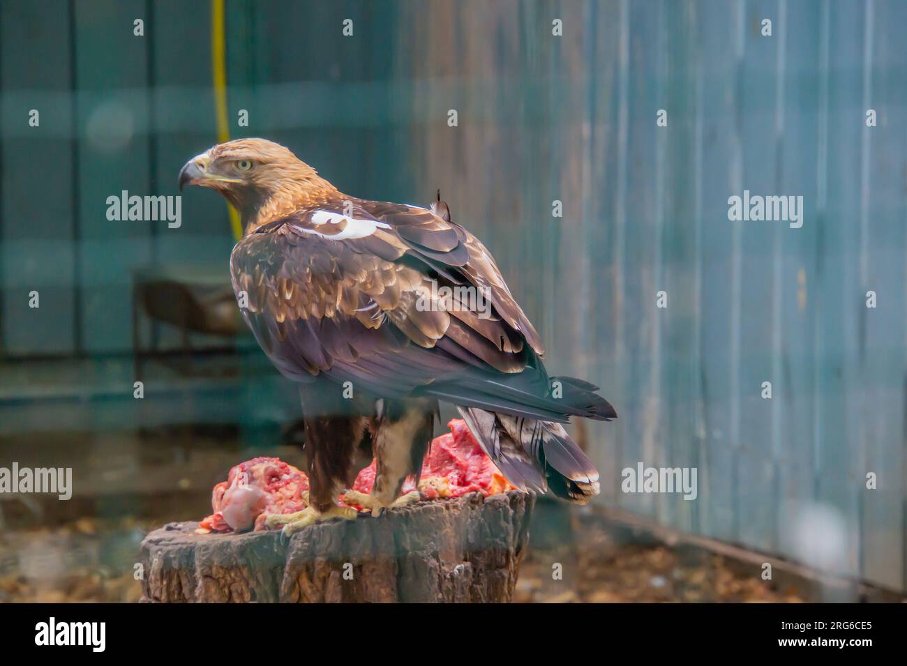 Male of golden eagle eating hare. Golden eagle eats meat at the zoo ...