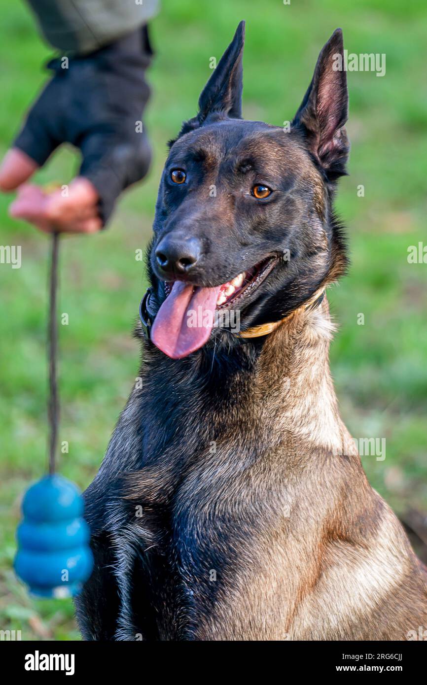 Malinois and german shepherd hi-res stock photography and images - Alamy
