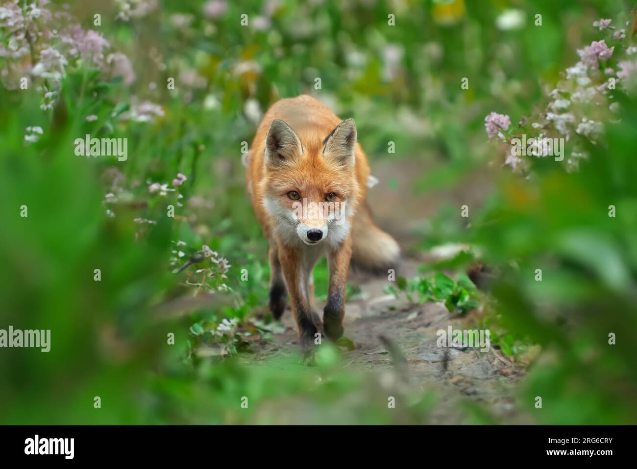 Red fox, vulpes vulpes in forest. Wild animal in natural environment. Wildlife scene from nature ...