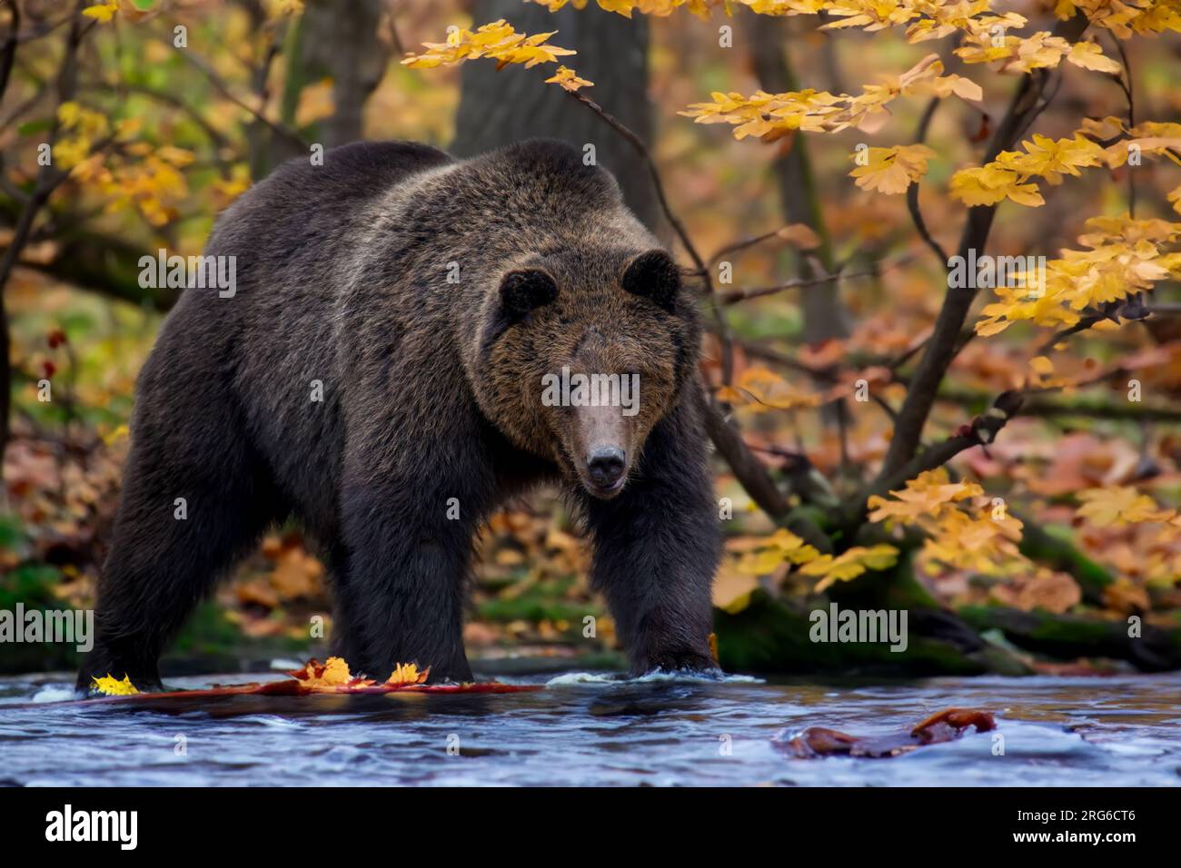 Wild Brown Bear (Ursus Arctos) in the forest on the bank of a river ...