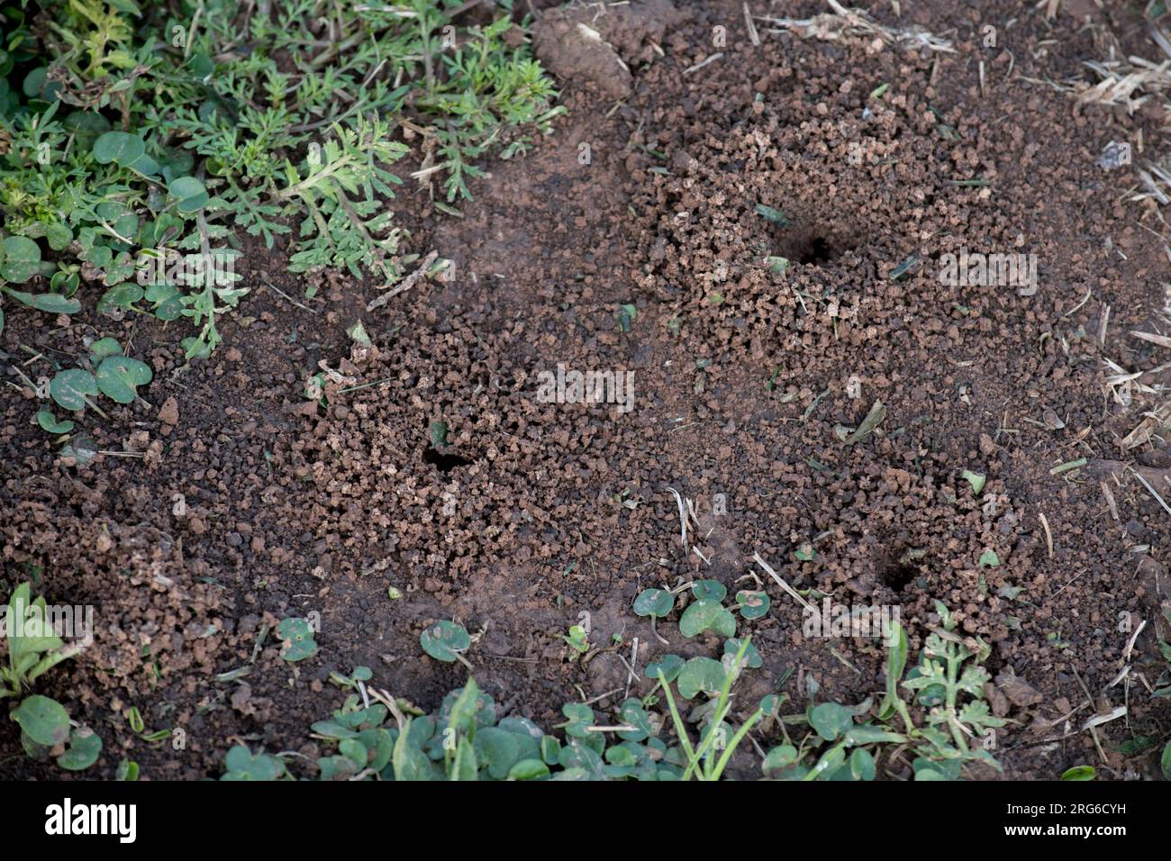 Anthill garden hi-res stock photography and images - Alamy