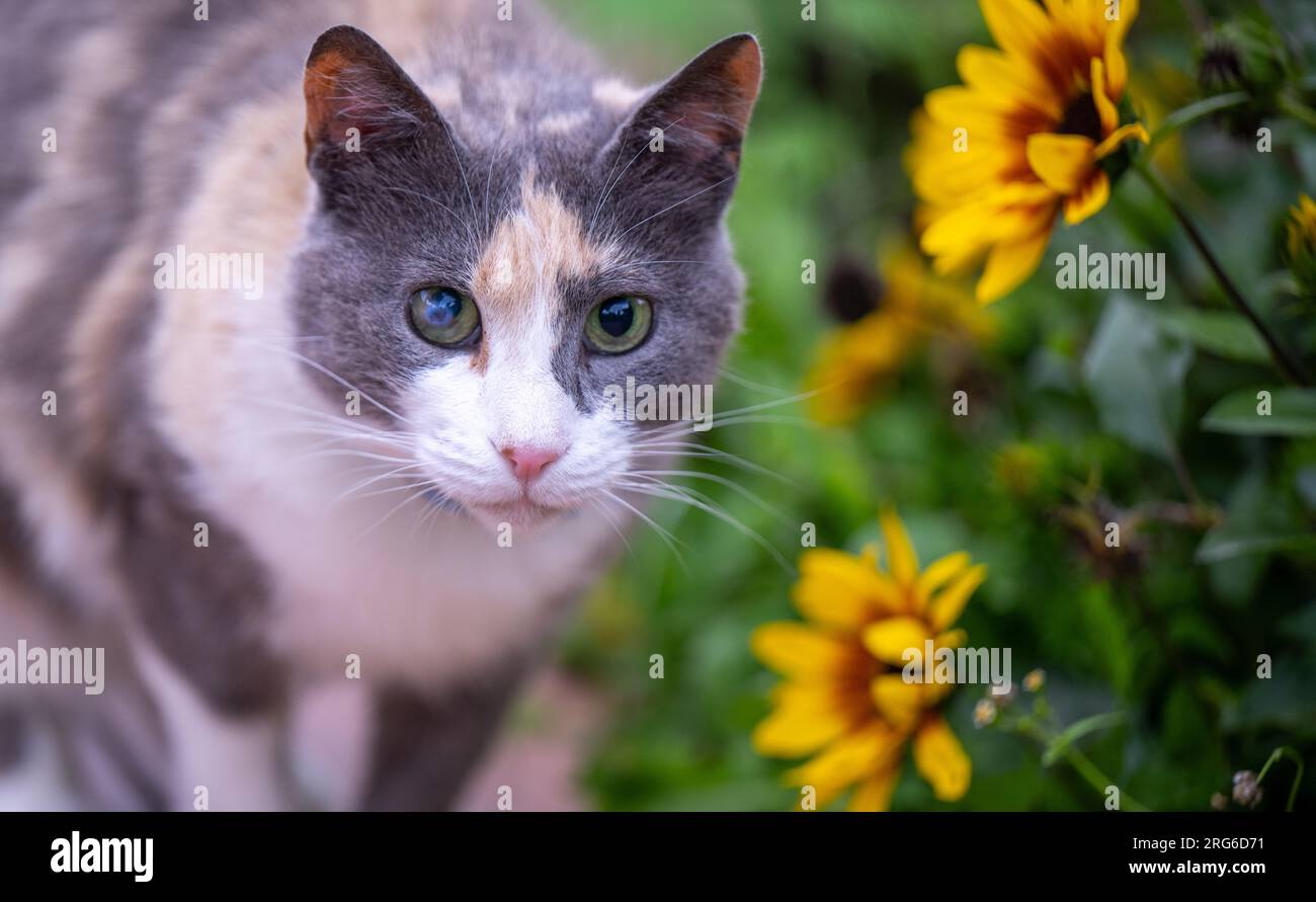 Berlin, Germany. 07th Aug, 2023. A cat sits in the garden of an animal ...