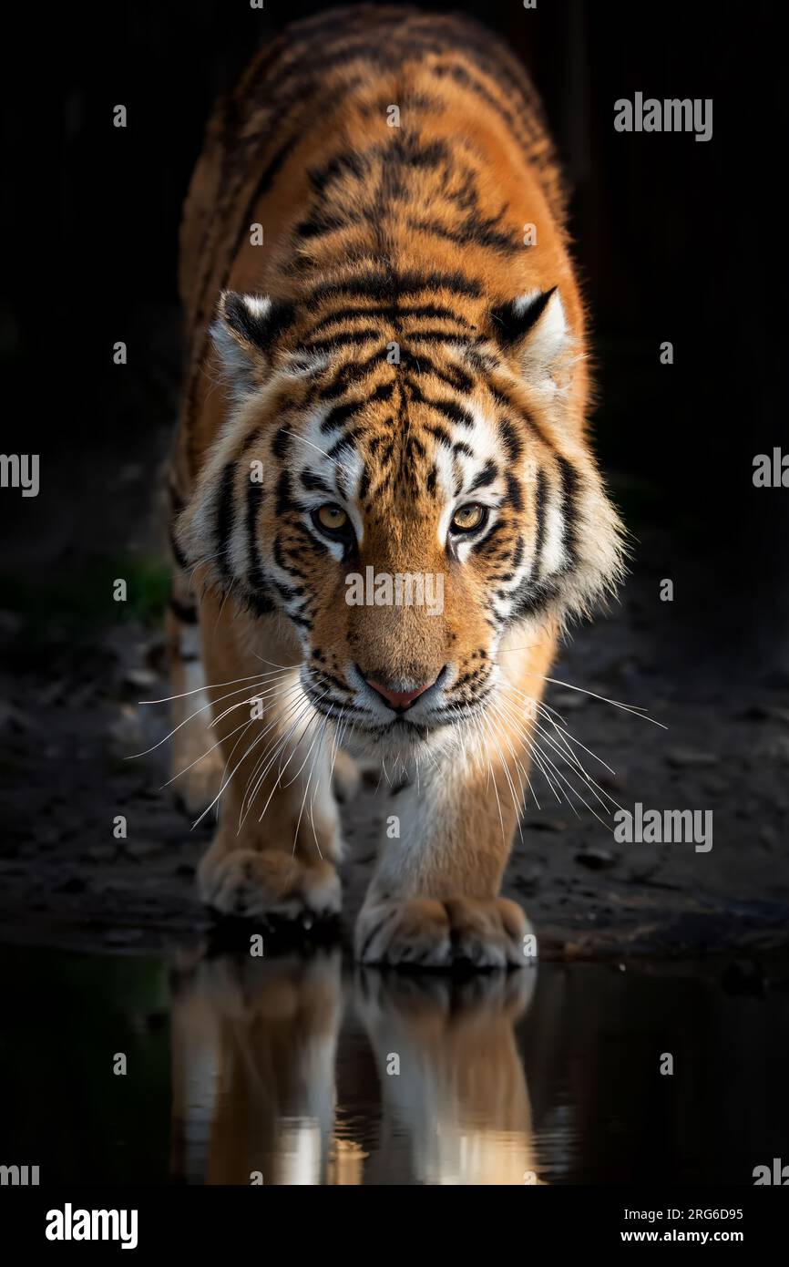 Close up adult tiger portrait reflection in water on dark background ...