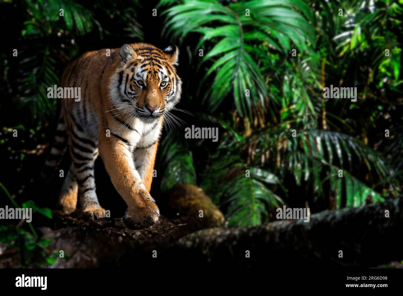 Bengal tiger jungle green hi-res stock photography and images - Alamy