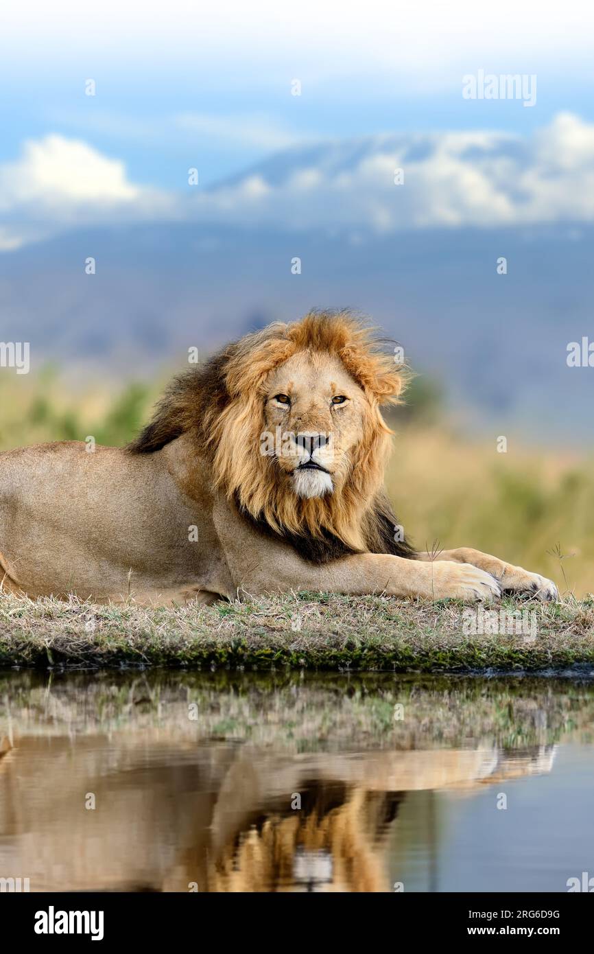Lion reflection in water on Kilimanjaro mountain background in National ...