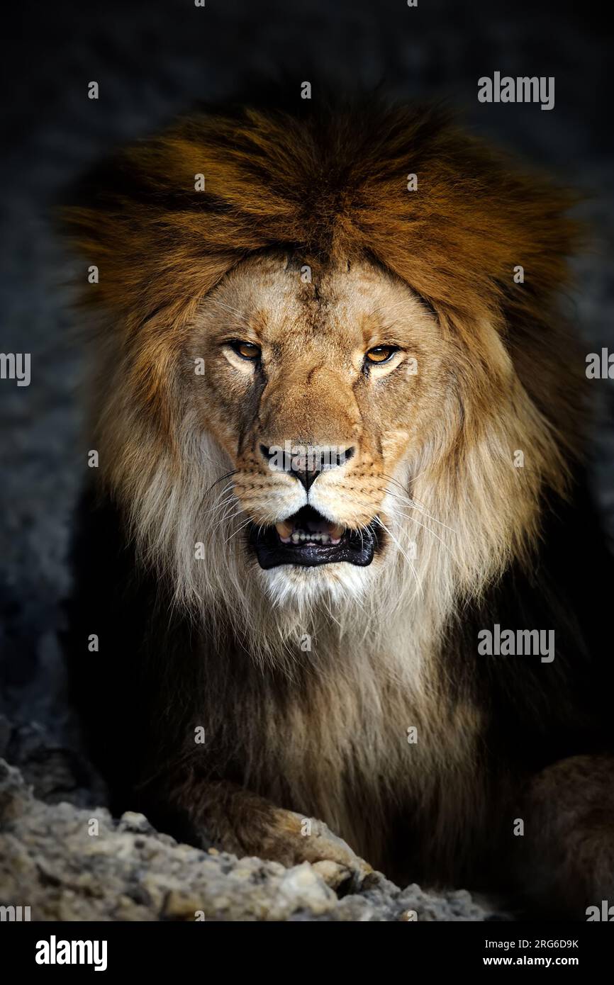 Close up big male lion portrait on dark background Stock Photo - Alamy
