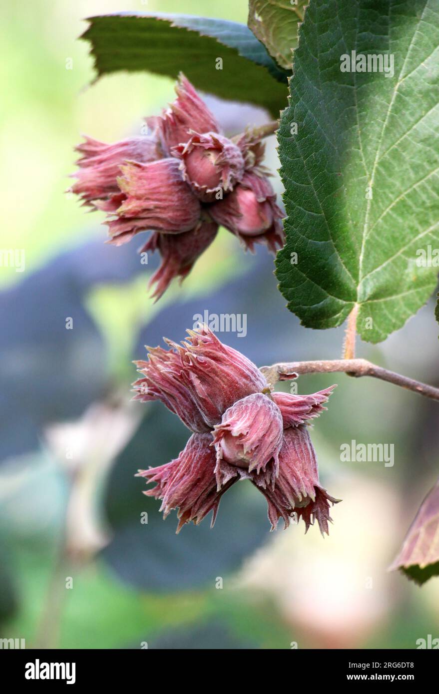 Fruits ripen on the branch of a hazelnut tree Stock Photo - Alamy