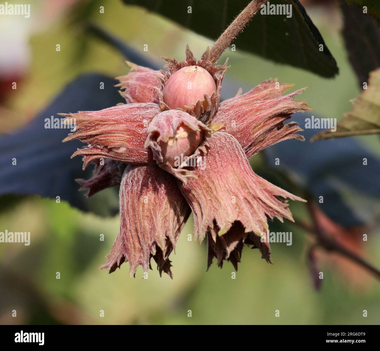 Fruits ripen on the branch of a hazelnut tree Stock Photo - Alamy