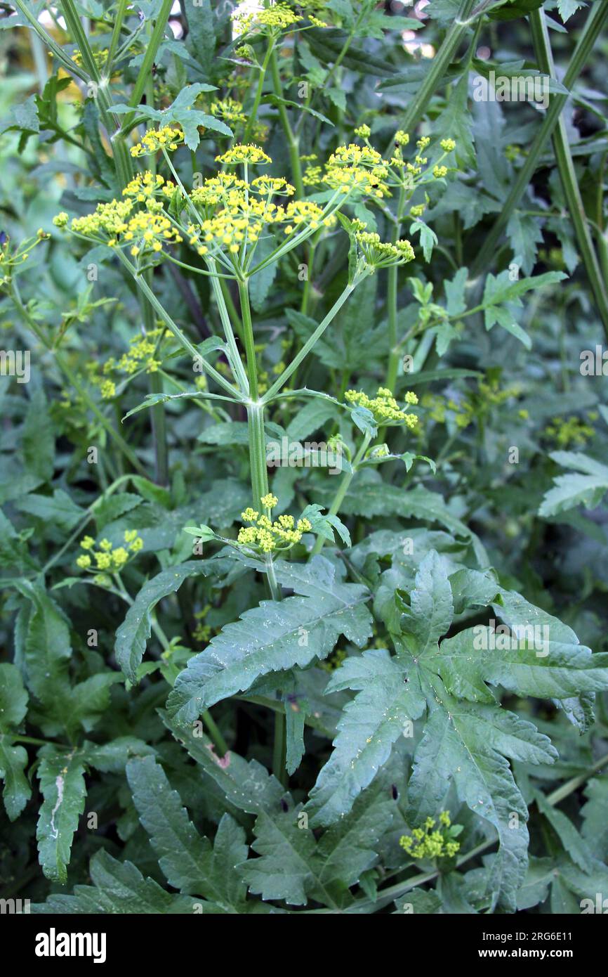 Parsnip plant hi-res stock photography and images - Alamy
