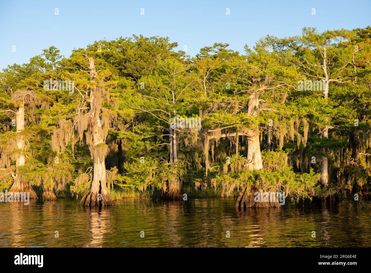 Bald Cypress trees (Taxodium distichum) and Spanish moss (Tillandsia ...