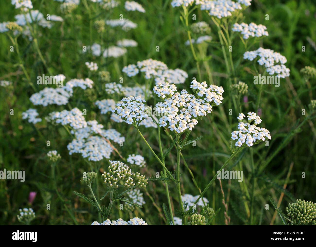 Yarrow (Achillea) blooms in the wild among grasses Stock Photo - Alamy