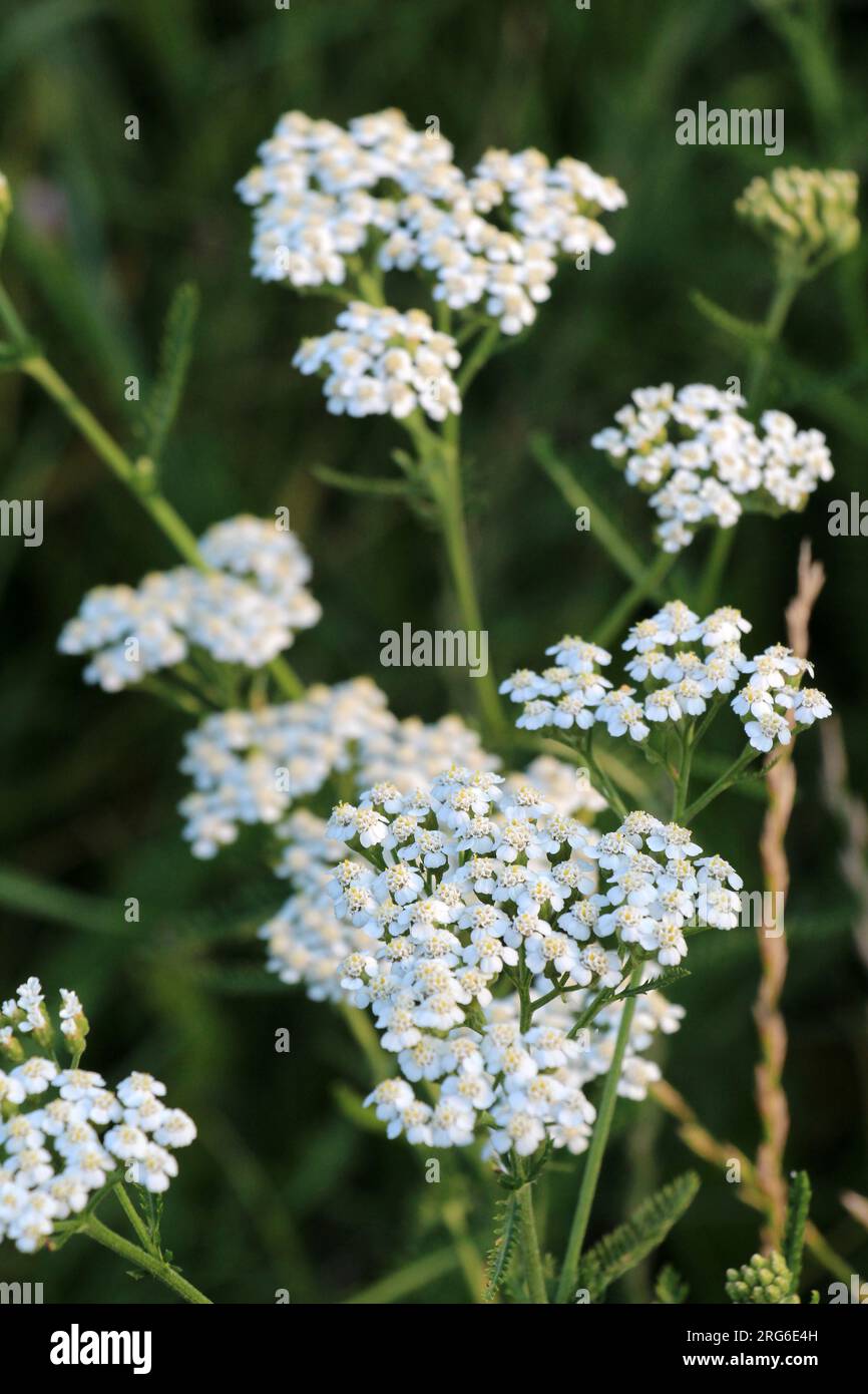 Yarrow (Achillea) blooms in the wild among grasses Stock Photo - Alamy