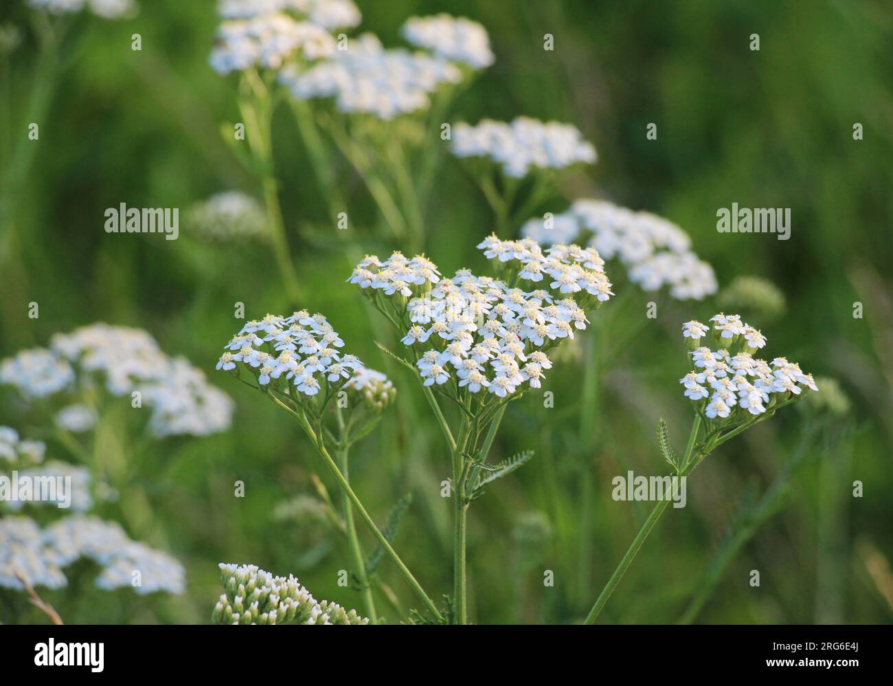 Yarrow (Achillea) blooms in the wild among grasses Stock Photo - Alamy