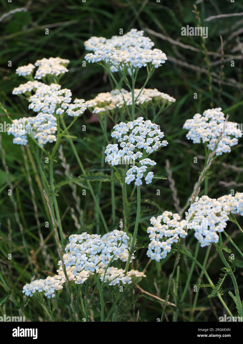 Yarrow (Achillea) blooms in the wild among grasses Stock Photo - Alamy
