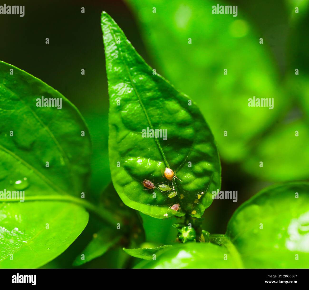 Spider mites and Aphids are pests to several plants including peppers ...