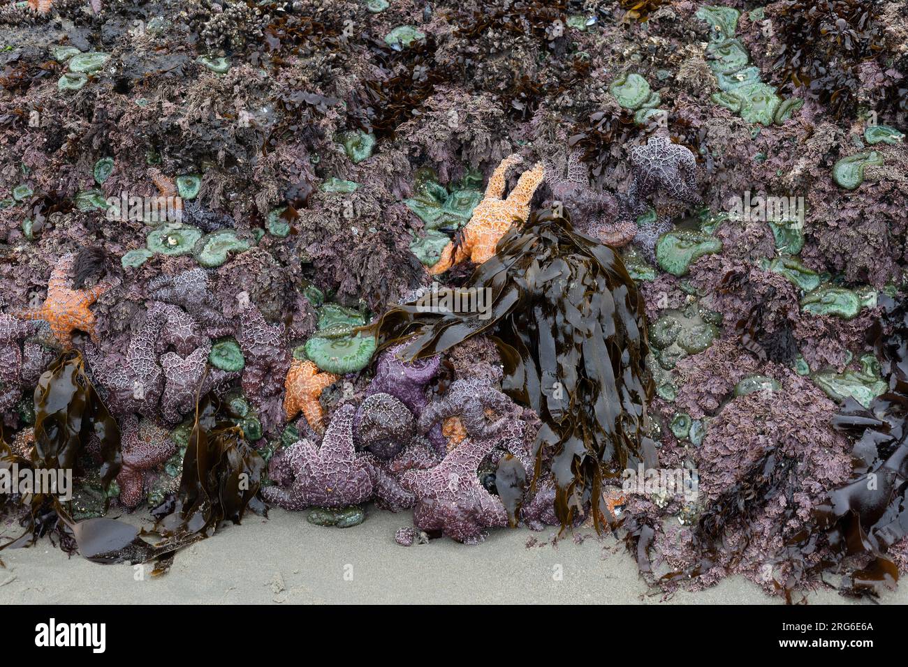 Anemones and other sea life clinging to a sea stack rock revealed ...