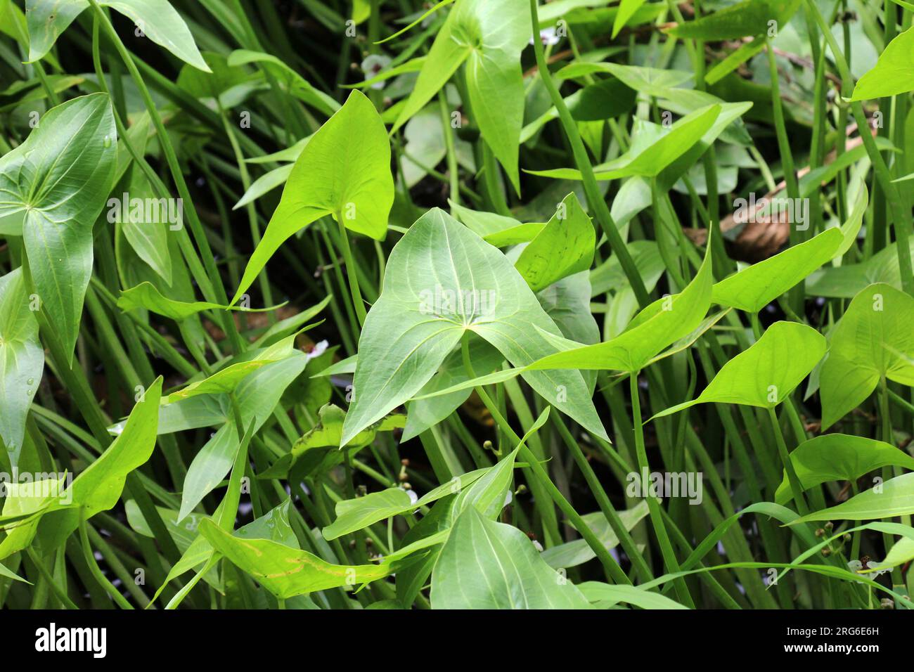 Wild Arrowhead Plant