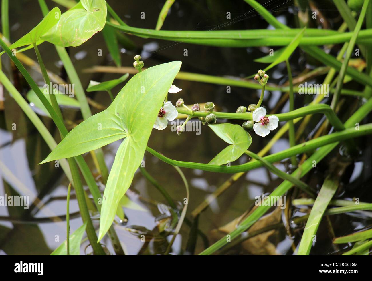 The wild aquatic plant Sagittaria sagittifolia grows in slow-flowing ...