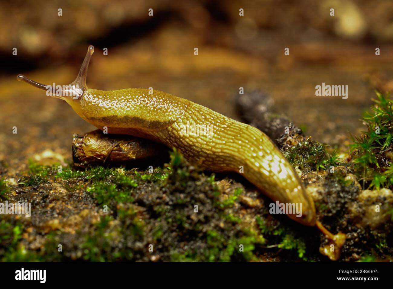 A land slug is a gastropod similar to a snail. This is a close up macro ...