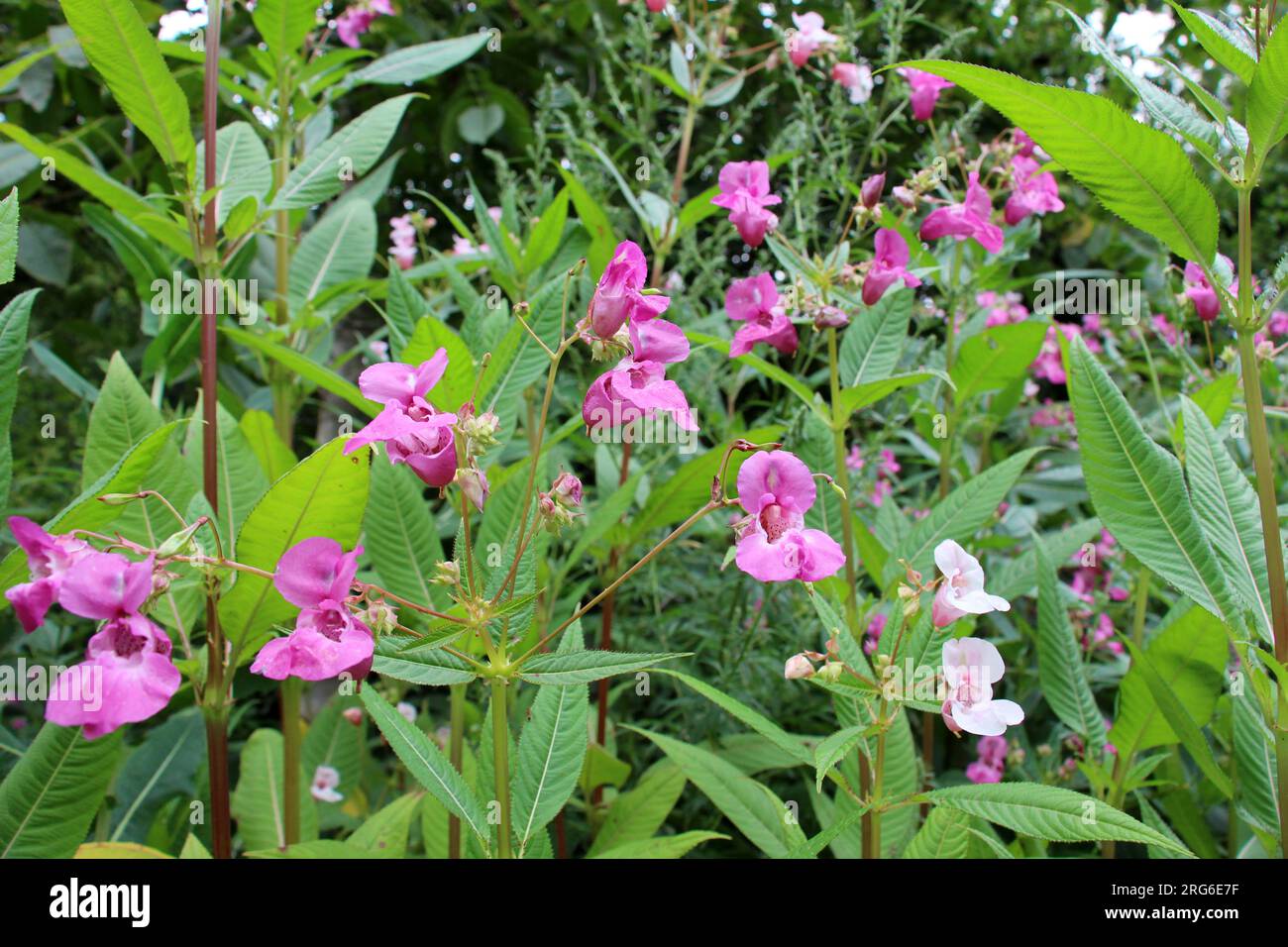 In summer, impatiens glandulifera grows in the wild Stock Photo - Alamy